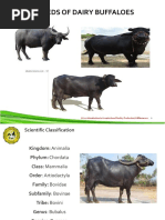 Swine Terminology | PDF | Pig | Livestock