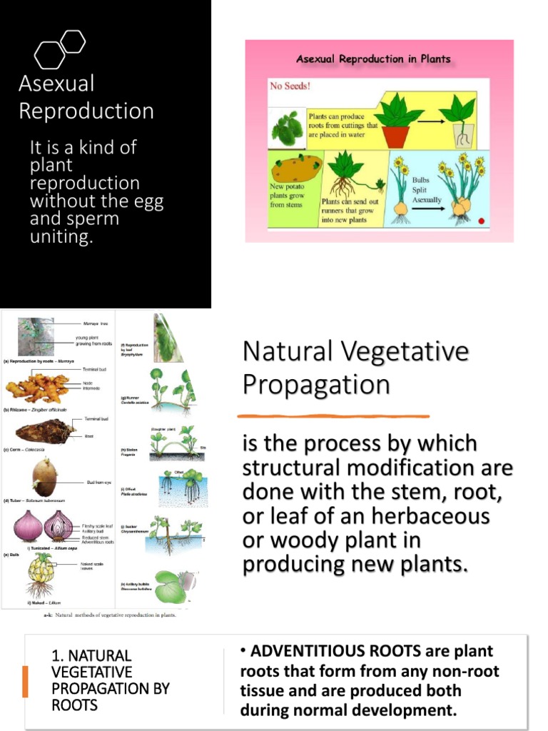Asexual Reproduction in Plants | PDF