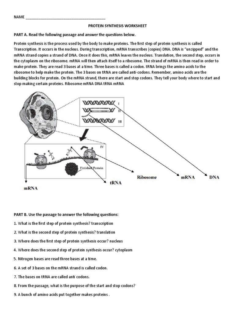 Protein Synthesis Worksheet F | PDF | Science & Mathematics