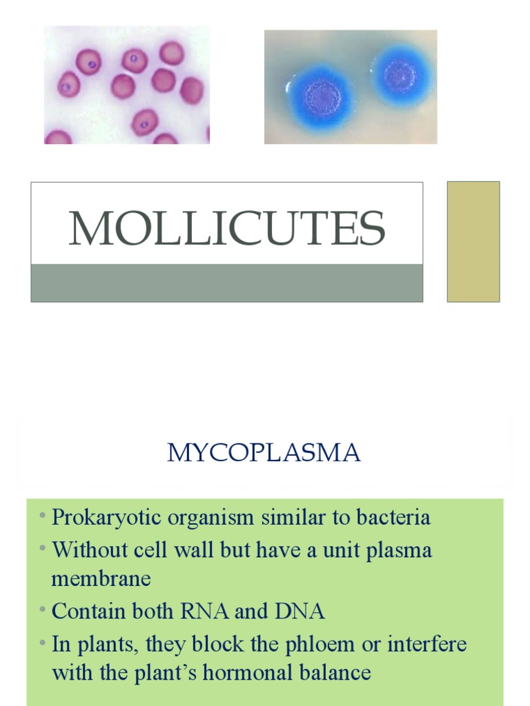 Mycoplasmas | PDF