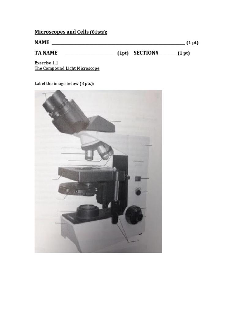 Microscopes and Cells Student Worksheet Fa21 | PDF | Cell (Biology ...
