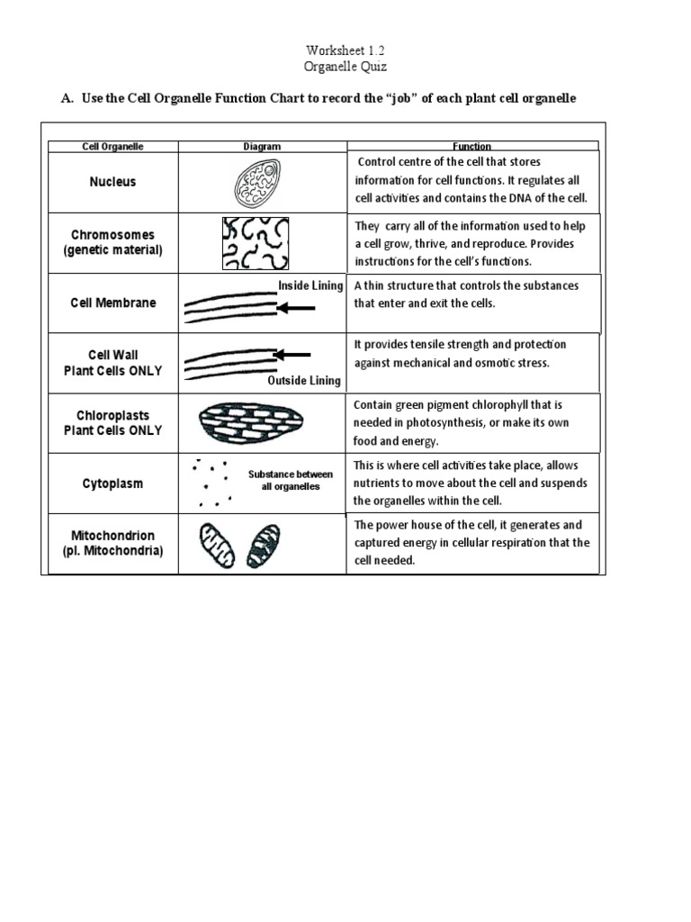 Worksheet 1.2 Organelle Quiz | PDF | Cell (Biology) | Mitochondrion