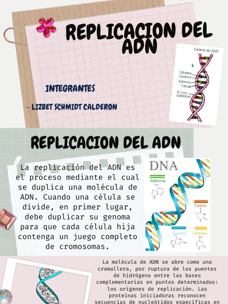 Replicacion Del Adn | PDF | Replicación De Adn | Adn