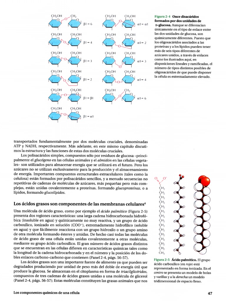 B Alberts Molecular Biology Of The Cell Español 93 Pdf