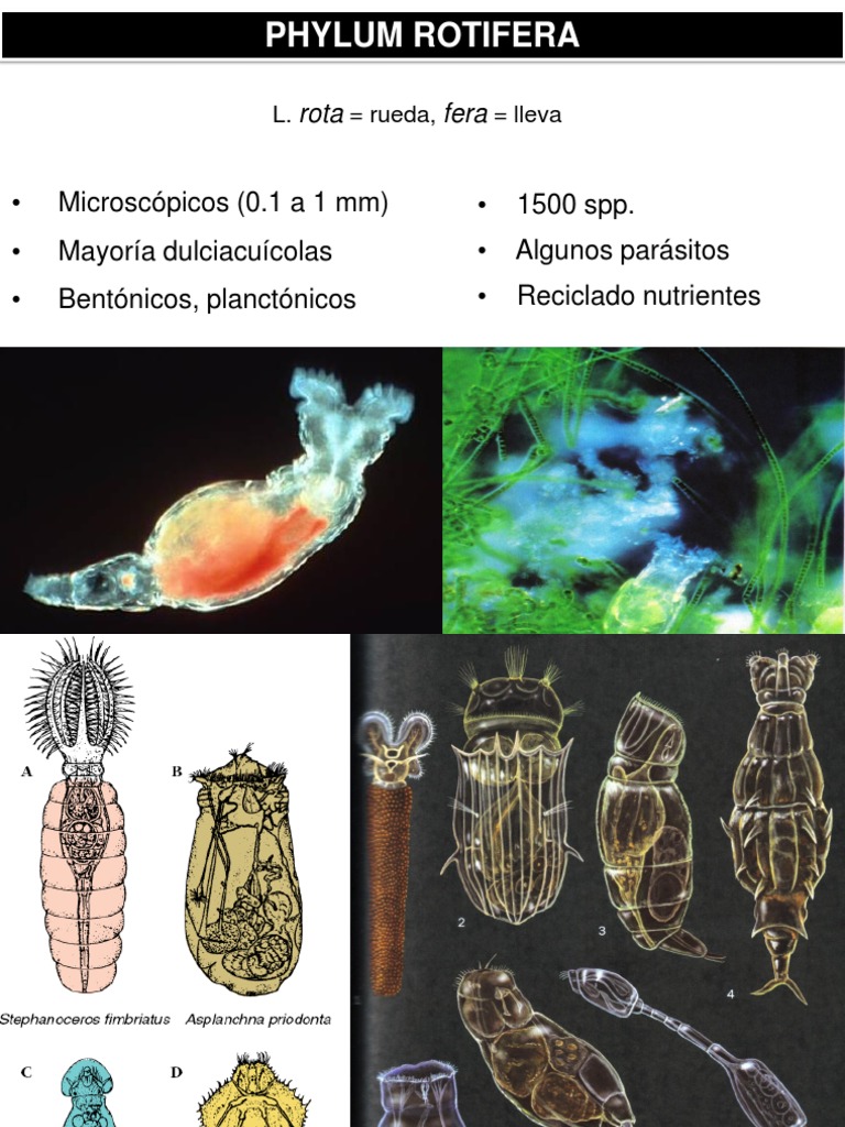 Características del Filo Rotifera | PDF | Biología | Zoología