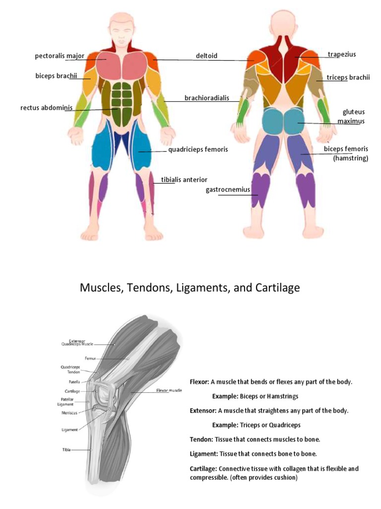 Muscles Study Sheet | PDF