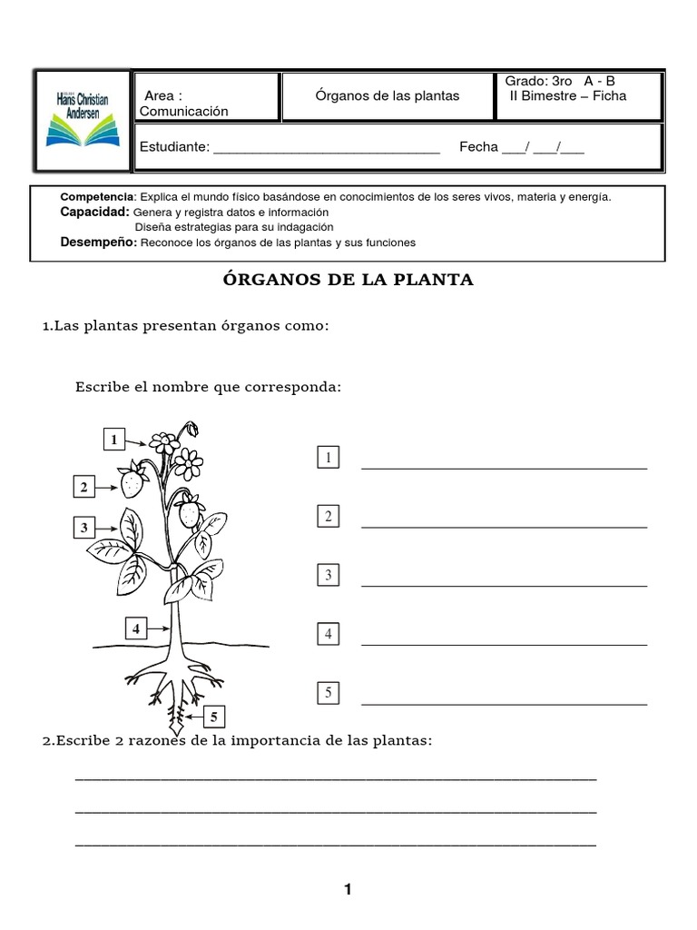 Ficha-Las Plantas | PDF