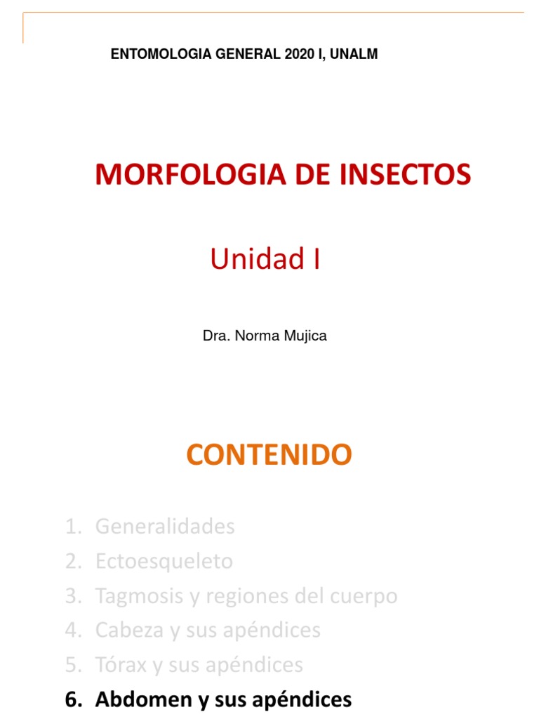 Morfologia de Insectos - Abdómen y Apéndices | PDF | Artropodología ...