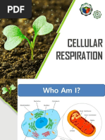 Anaerobic Respiration | PDF