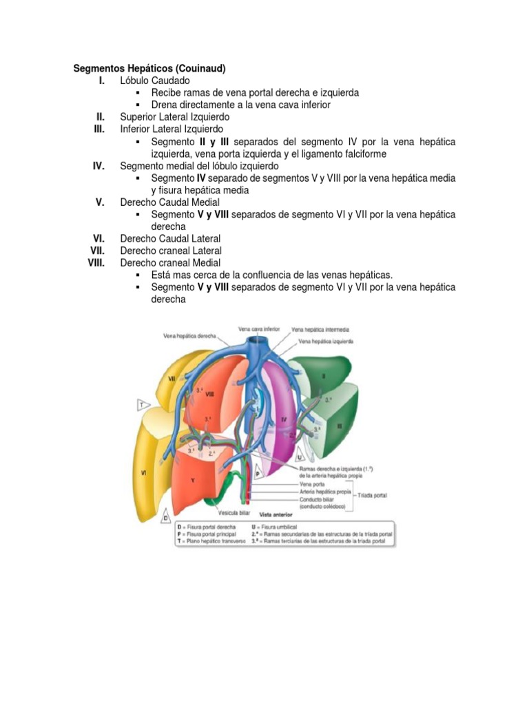 Segmentos Hepáticos | PDF