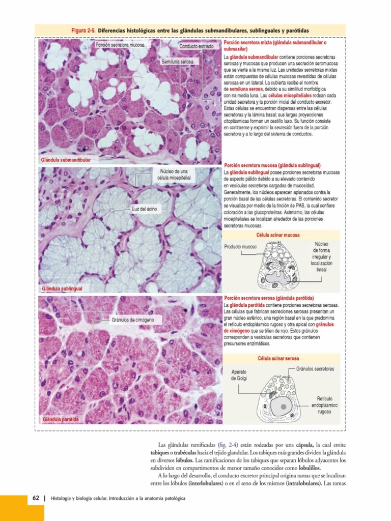 Histologia.y.Biologia - Celular.Kierszenbaum.3a.Ed IMPORTANTE 3 | PDF