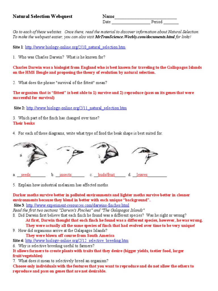 Natural Selection Webquest Answers | PDF | Natural Selection | Reproduction