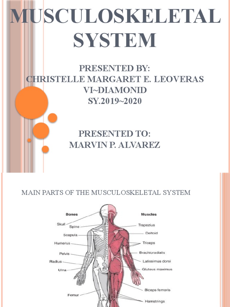Musculoskeletal System | PDF