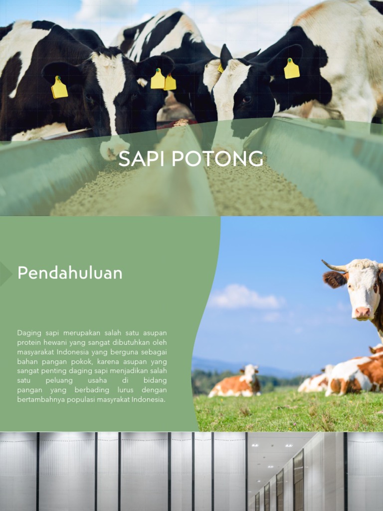 Proposal Penawaran Sapi | PDF