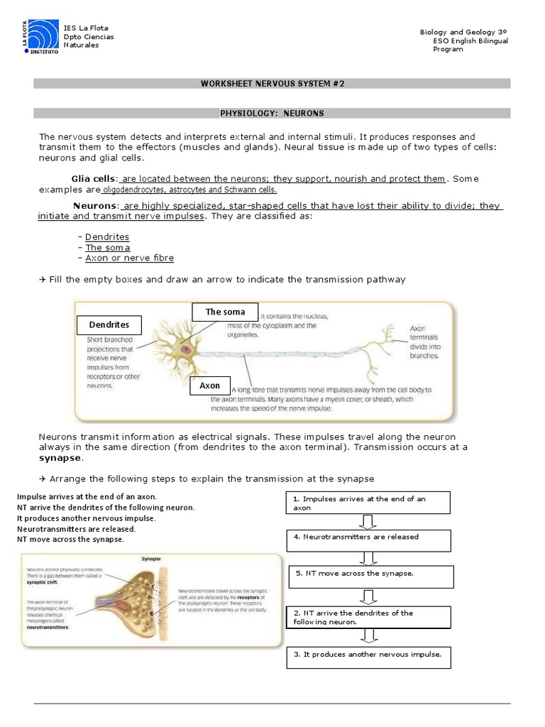 Worksheet Nervous System #2 Physiology: Neurons: Dendrites The Soma ...