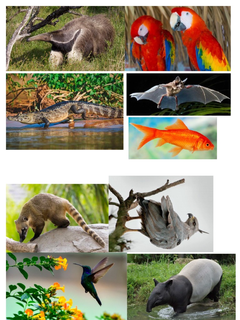 Animales de La Selva Misionera | PDF