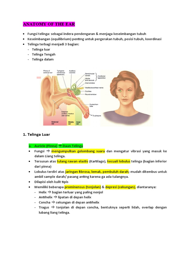 Rangkuman Anatomy Telinga | PDF