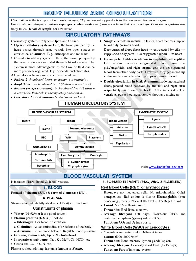 18 Body Fluids N Circulation-Notes | PDF | Atrium (Heart) | Heart