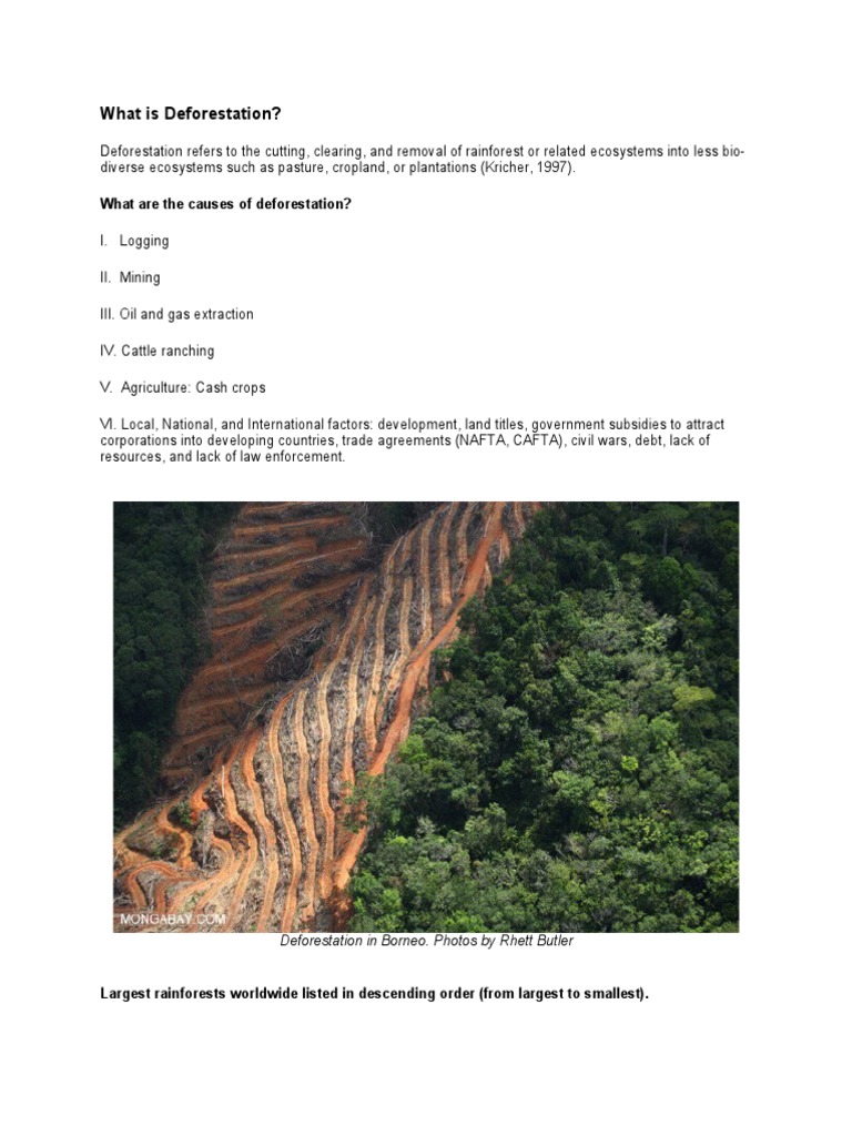What Is Deforestation | PDF | Deforestation | Rainforest