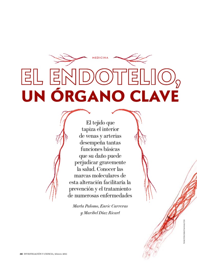 El Endotelio Un órgano Clave Pdf Inflamación Endotelio
