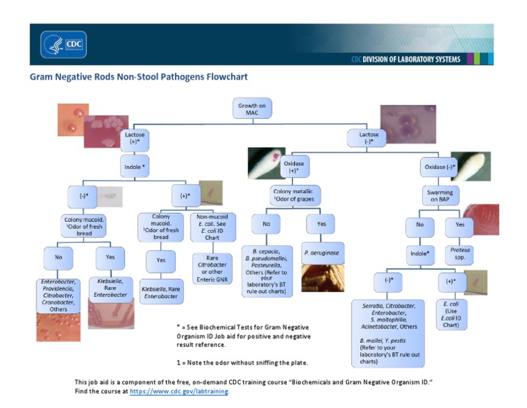 Gram Negative Rods - NonStool Pathogens Flowchart 508 | PDF