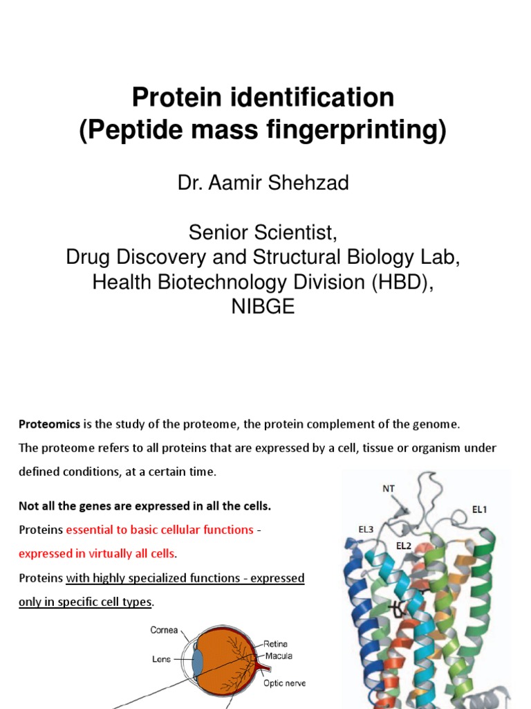 Protein Identification | PDF | Mass Spectrometry | Tandem Mass Spectrometry
