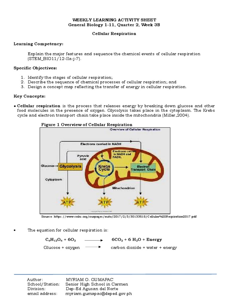 GB1 Q2 Week-3b | PDF | Cellular Respiration | Adenosine Triphosphate