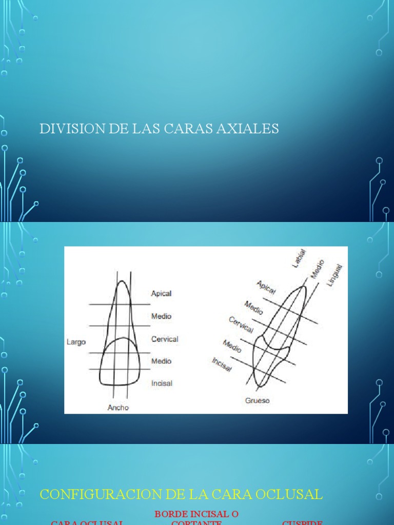 #2 Divicion de Caras Axiales | PDF
