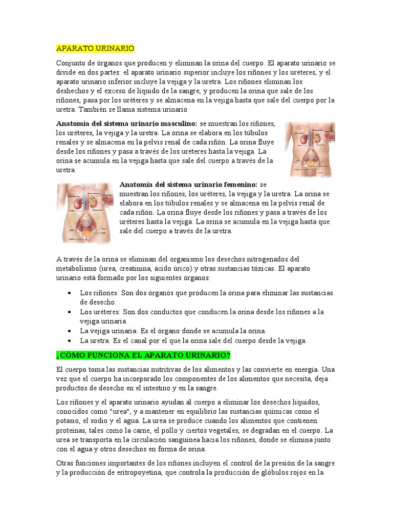 Aparato Urinario | PDF | Sistema urinario | Orina