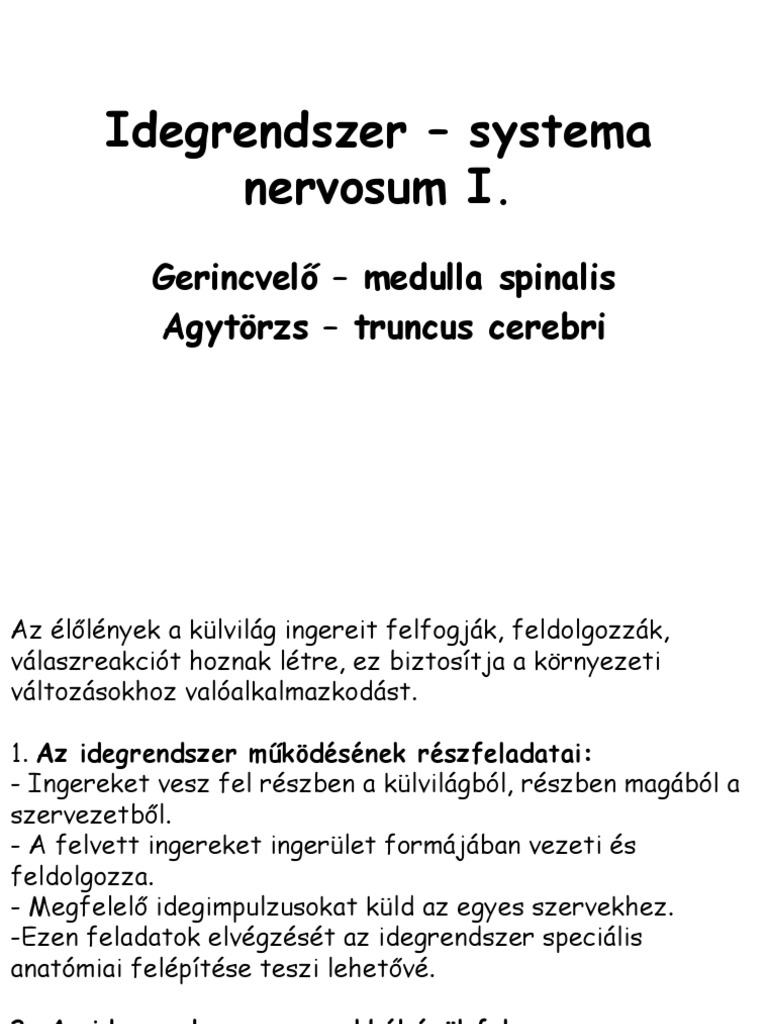 Idegrendszer I. Gerincvelő, Agytörzs | PDF
