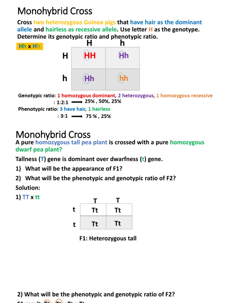 Monohybrid and Dihybrid Cross | PDF | Dominance (Genetics) | Zygosity