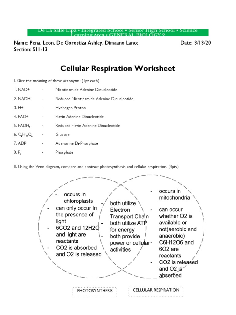 Cellular Respiration Worksheet | PDF | Cellular Respiration | Adenosine ...