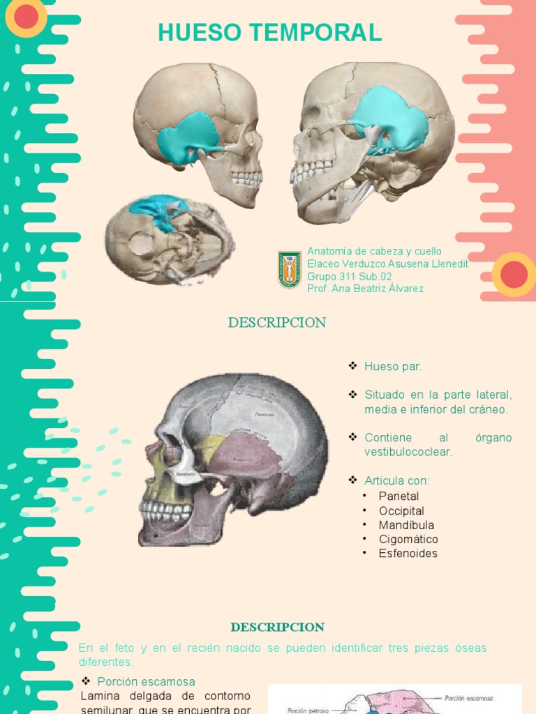 Hueso Temporal | PDF | Cabeza y cuello humanos | Sistema esquelético