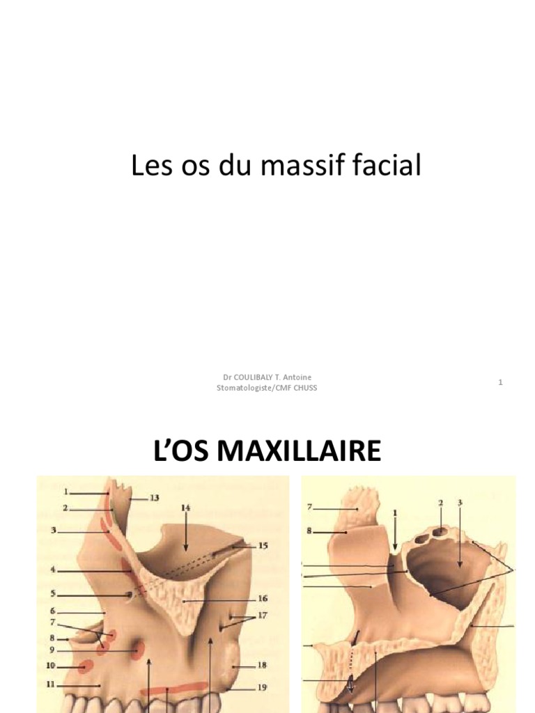 Anatomie de l'os maxillaire | PDF | Anatomie | Système squelettique
