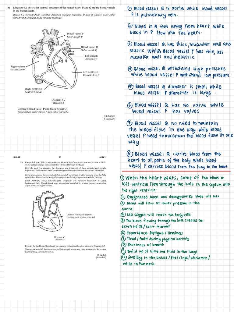 Answer Scheme Bio | PDF | Blood Vessel | Heart