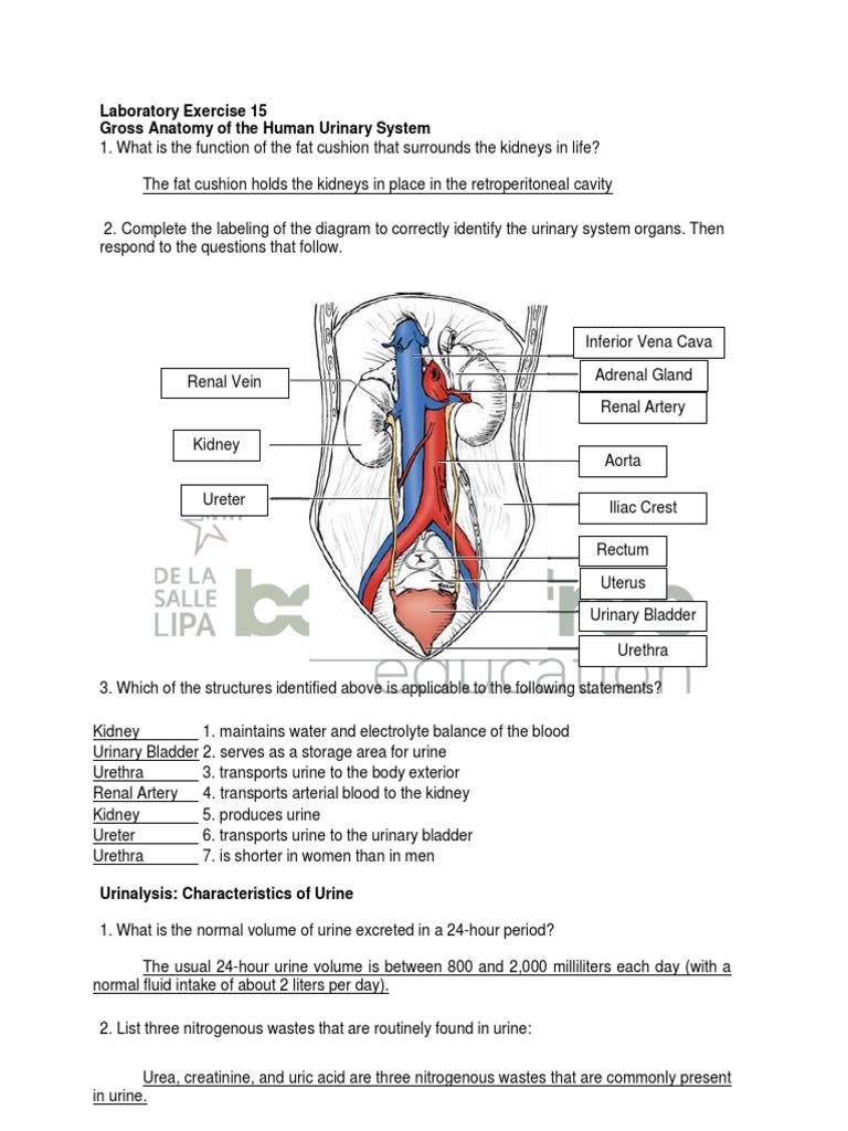 Laboratory Exercise 15 Gross Anatomy of The Human Urinary System | PDF ...