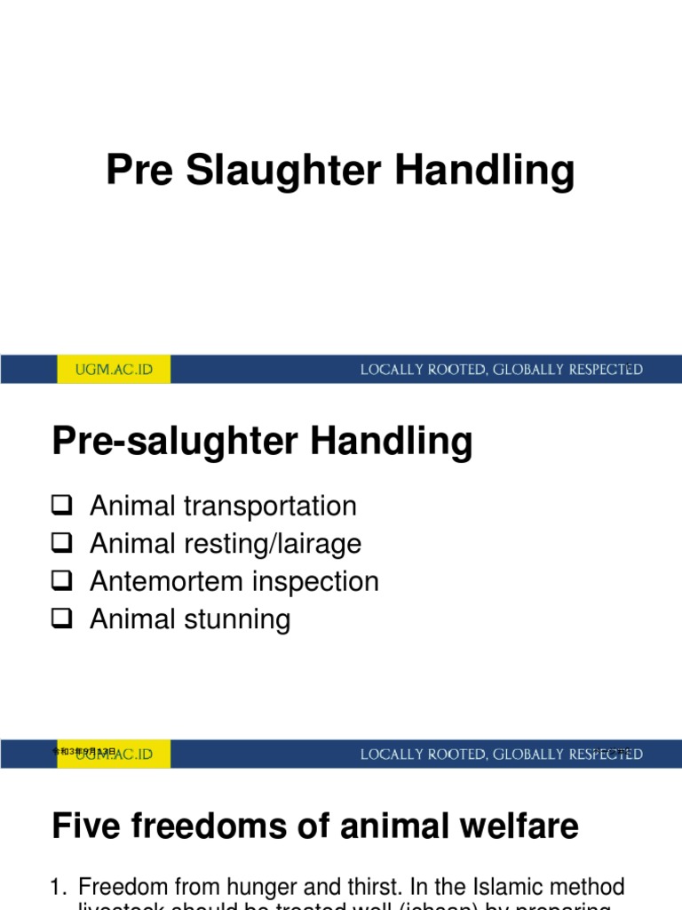 5 Pre Slaughter Handling | PDF | Animal Slaughter | Slaughterhouse