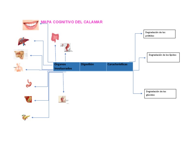 Mapa Cognitivo Del Calamar | PDF