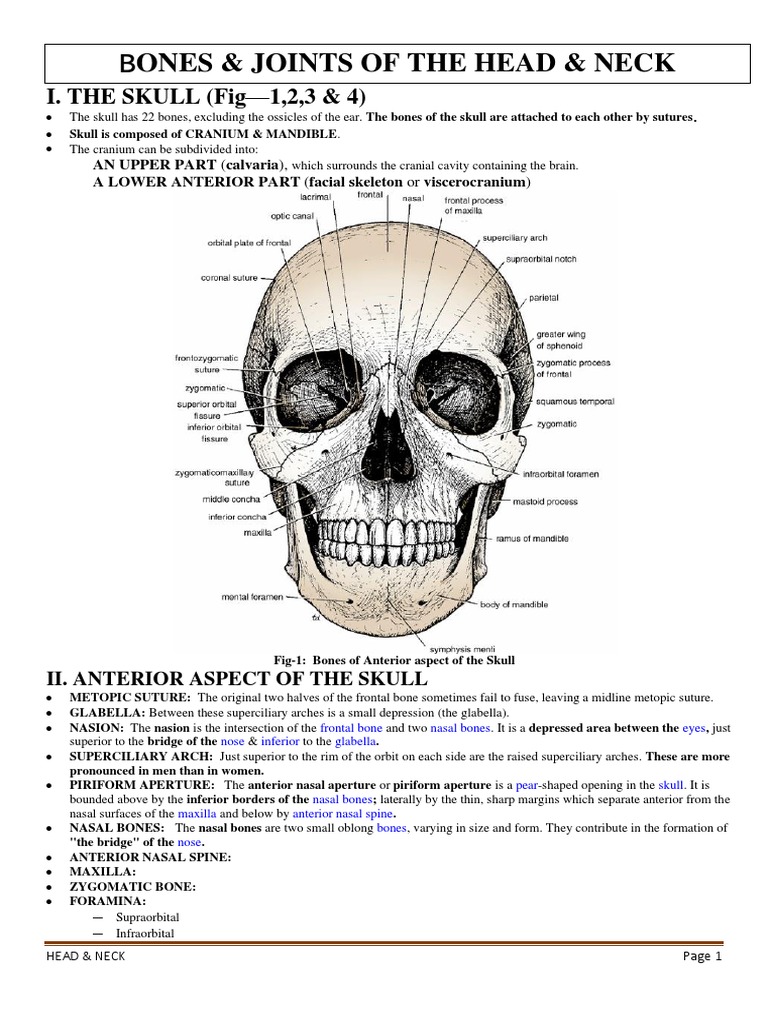 Bones & Joints of Head & Neck | PDF | Vertebra | Skull