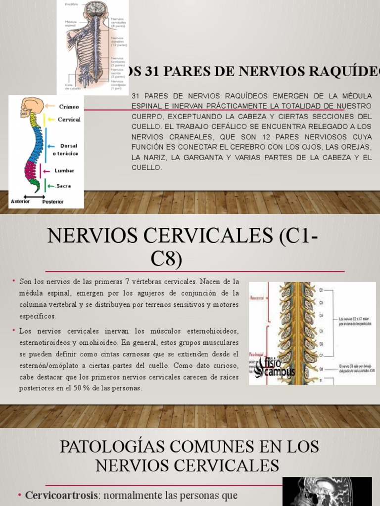 Los 31 Pares de Nervios Raquídeos | PDF | Nervio | Sistema nervioso