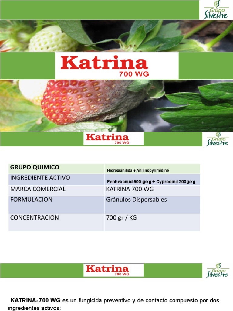 Katrina | PDF