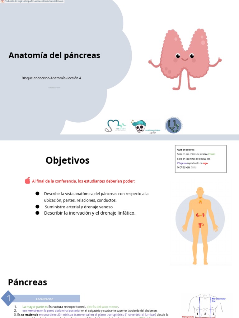 Anatomía del Páncreas: Estructura y Función | PDF | Páncreas | Anatomía ...