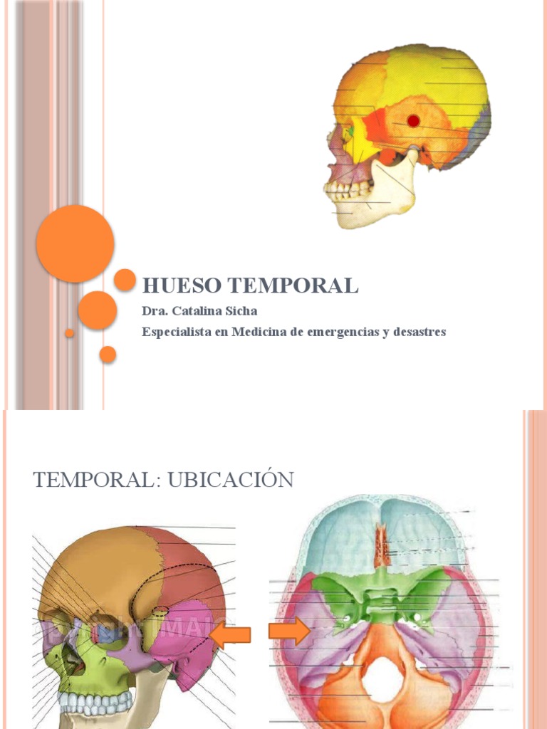 Hueso Temporal | PDF | Anatomía | Sistema esquelético