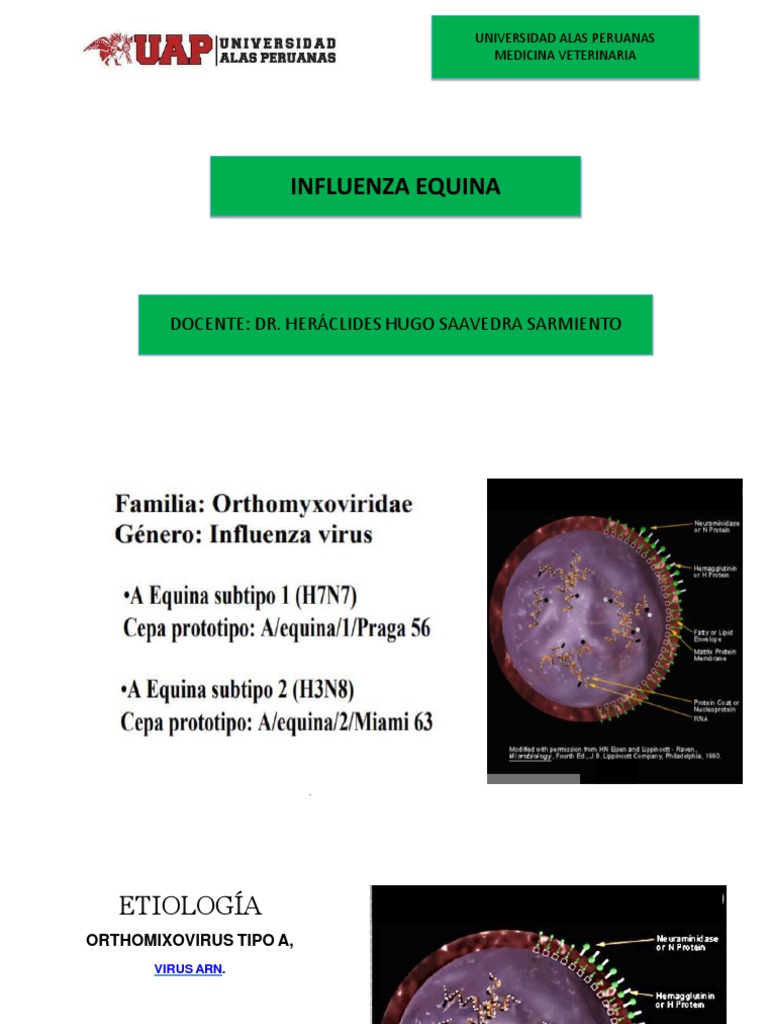 Influenza Equina | PDF | Virus | Influenza