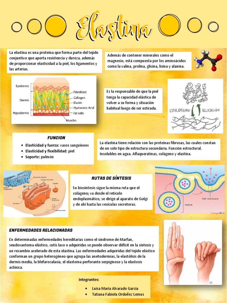 Elastina | PDF | Biología estructural | Biología Celular