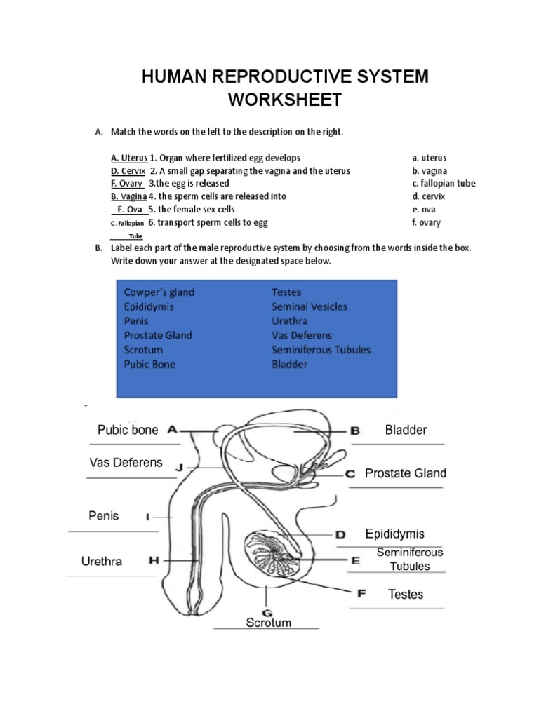 Human Reproductive System Worksheet | PDF | Science & Mathematics