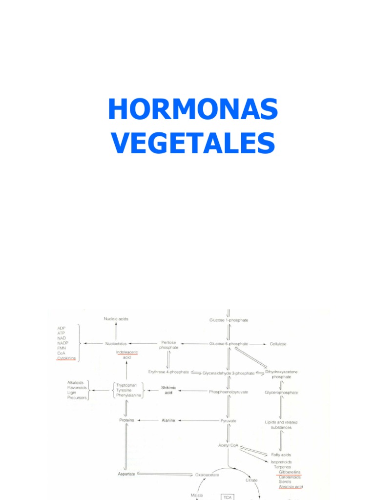 Hormonas - Auxinas, Giberelinas, Citoquininas | PDF | Auxina | Ciclo ...