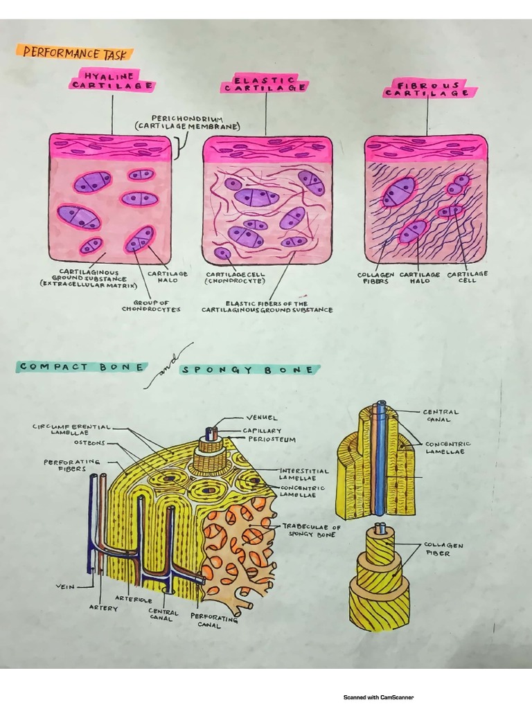 Cartilage and Bone Worksheet - Tuason | PDF