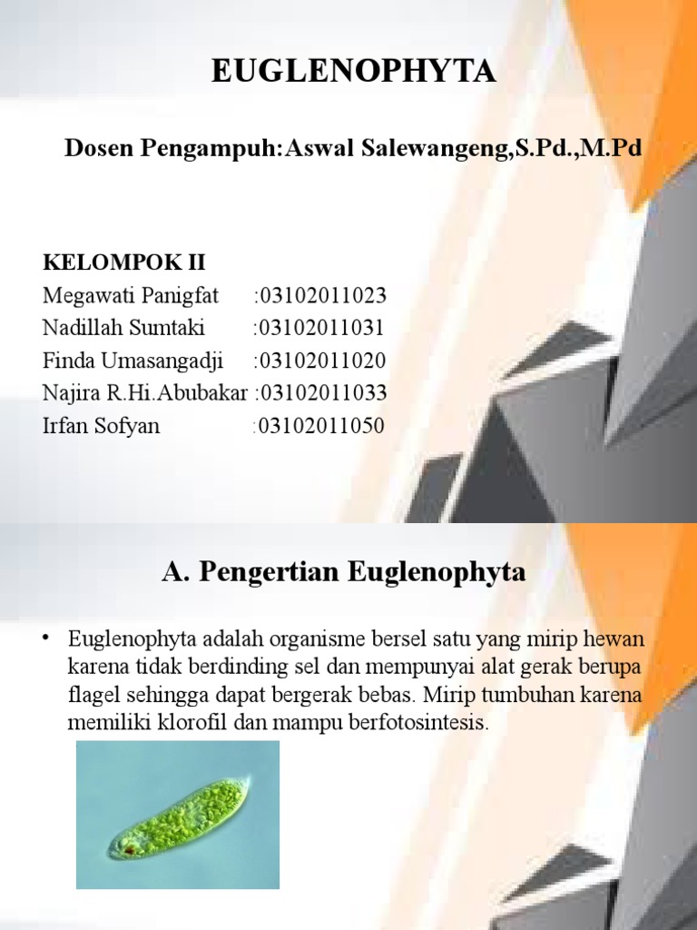 PPG Euglenophyta Kelompok II | PDF