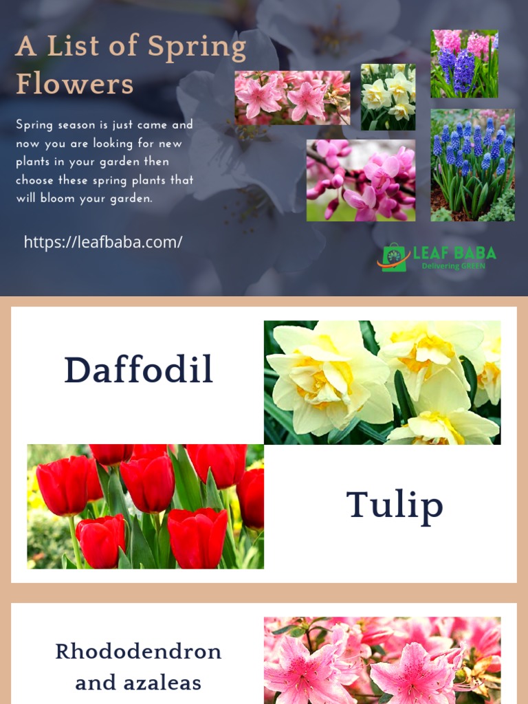 A List of Spring Flowers | PDF